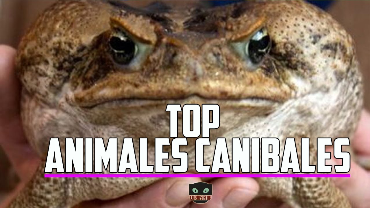 TOP animales CANÍBALES | Curiosi Top - YouTube