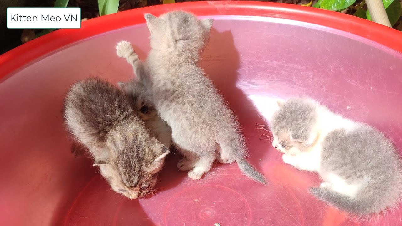 Morning sunshine is good for kittens - YouTube