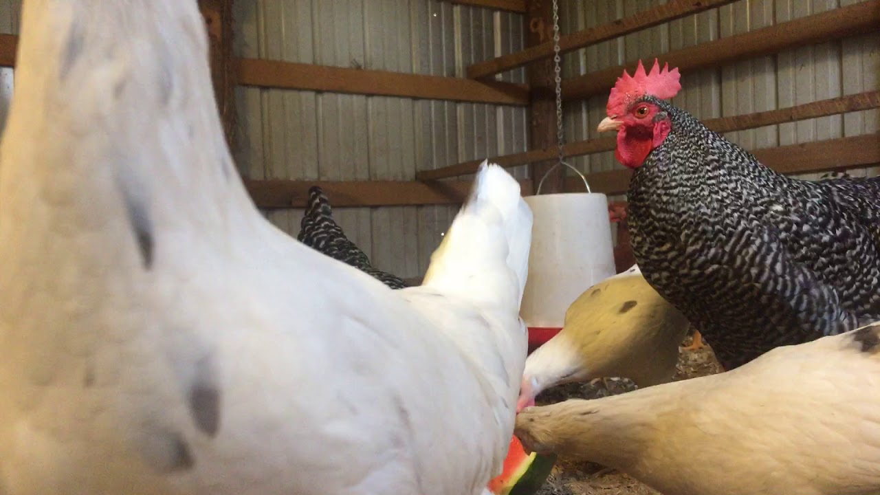 Wild Boi Chickens eating watermelon - YouTube