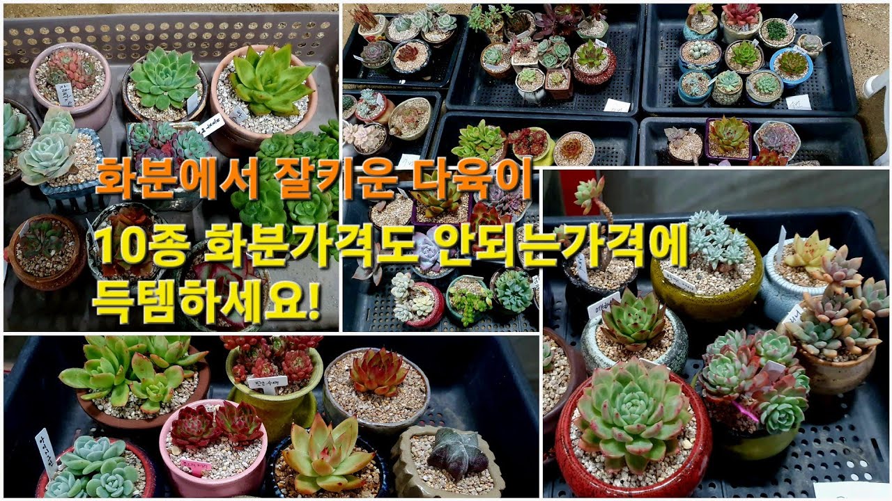 화분에서 잘키운다육이 10종 화분값도 안되는 가격에 득템하세요 매니아님다육이 화분채배송 무료배송 Youtube