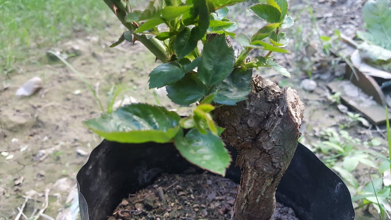 Chancro: resultados 45 días después - YouTube