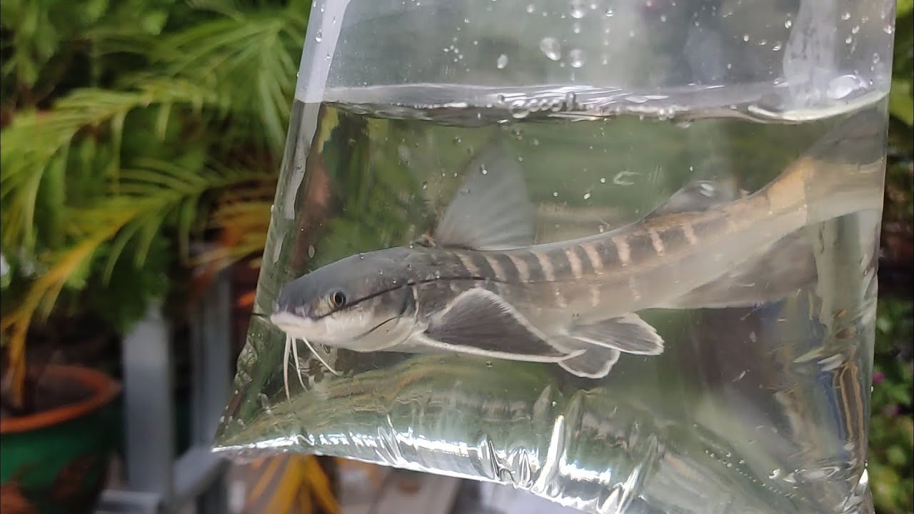 unboxing ikan kedukang / Bedukang. baung air payau - YouTube