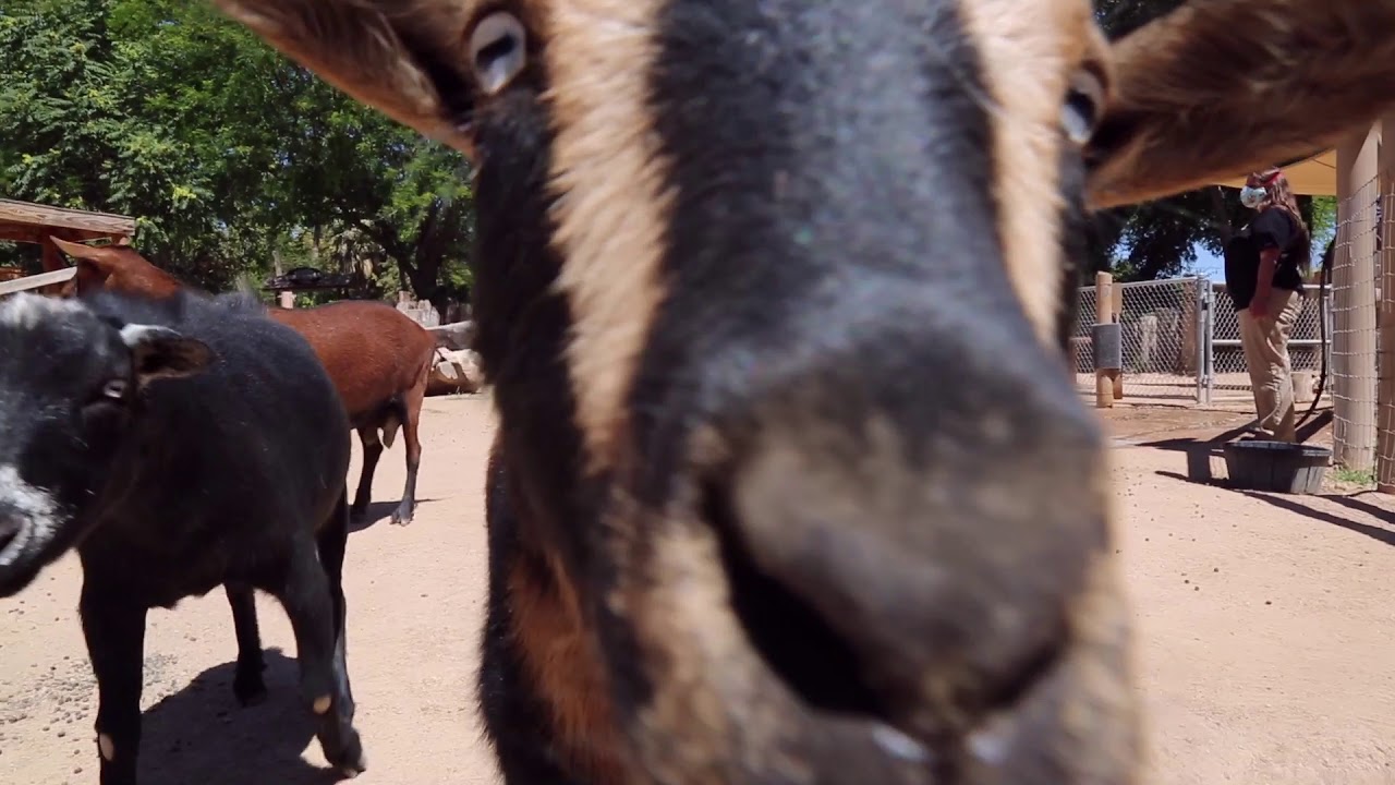 Goats Inspect the Camera - YouTube