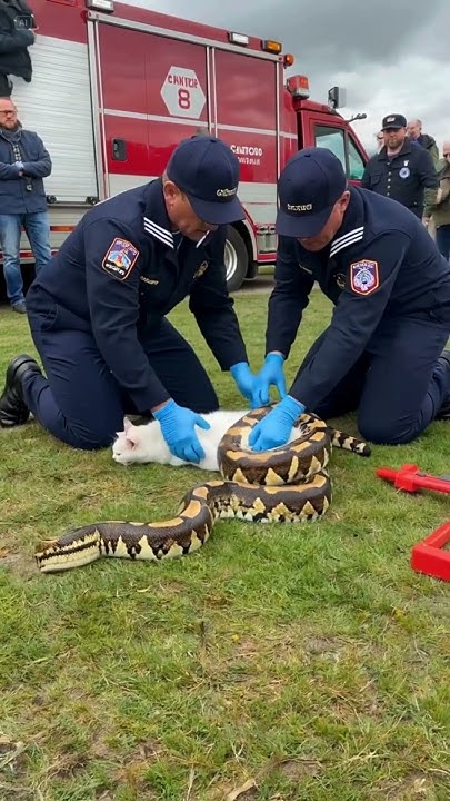 Seconds from Death 💀 Cat Pulled from a Python’s grip #wildliferescue # ...