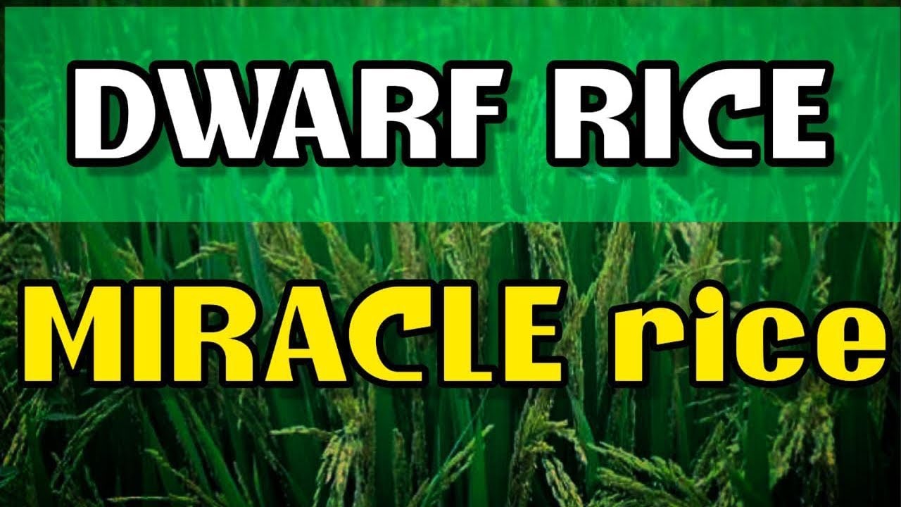Miracle Rice/Resistant of famine/ Philippines/Indian Dwarf rice/Buddha ...