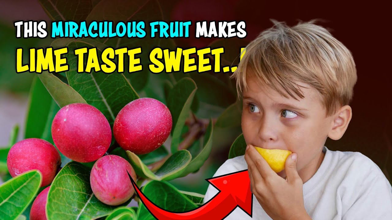 Miracle Fruit Farming | How to grow Miracle Berry at Home - YouTube