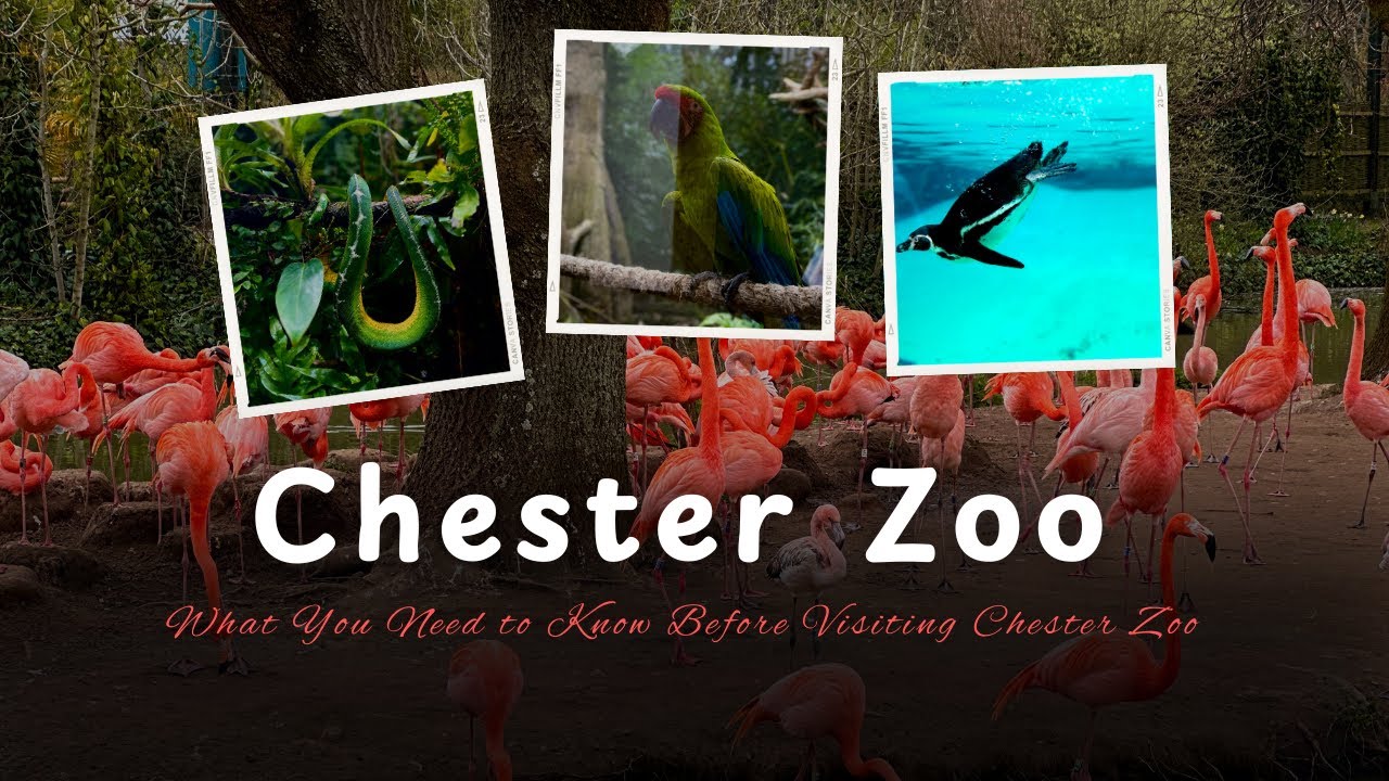 Chester Zoo Full Tour 🦁 | Is the UK’s Top Zoo Worth Visiting? - YouTube