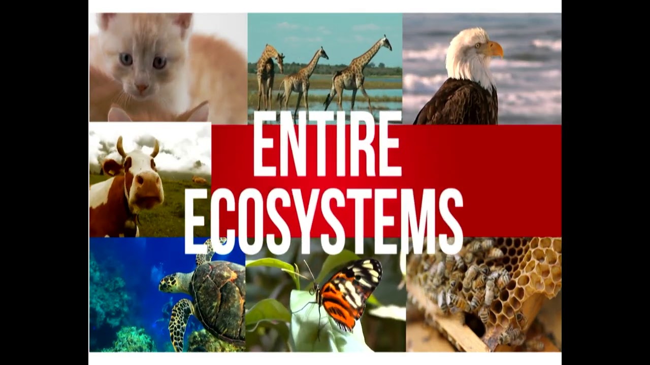 What You Need To Know About GMOs - By Author Jeffrey Smith - YouTube