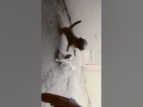 meus cachorros - YouTube