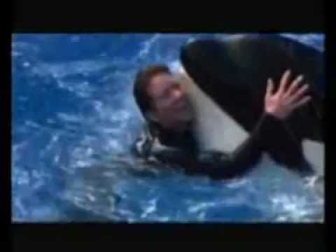 Trainer Tribute-Laura Surovik - YouTube