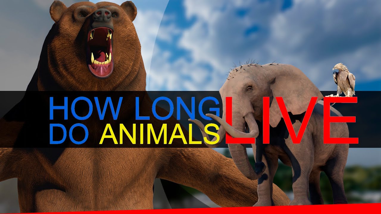 HOW LONG DO ANIMALS LIVE! - YouTube