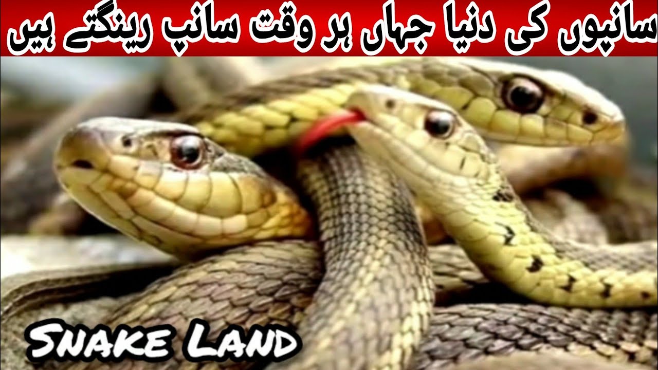 Snake Land // سانپوں کا جزیرہ // Snake // snakes // Brazil // snakes ...