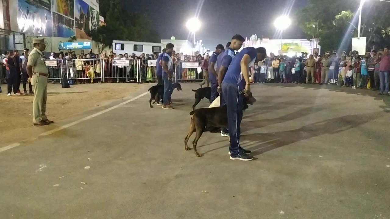 Police Dog Obeying Commands Indian Police Dog Show Gold Medal police-dog-obeying-commands-indian-police-dog-show-gold-medal