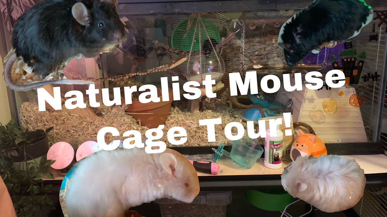 Naturalistic Mouse Cage! Meet my Mice! - YouTube