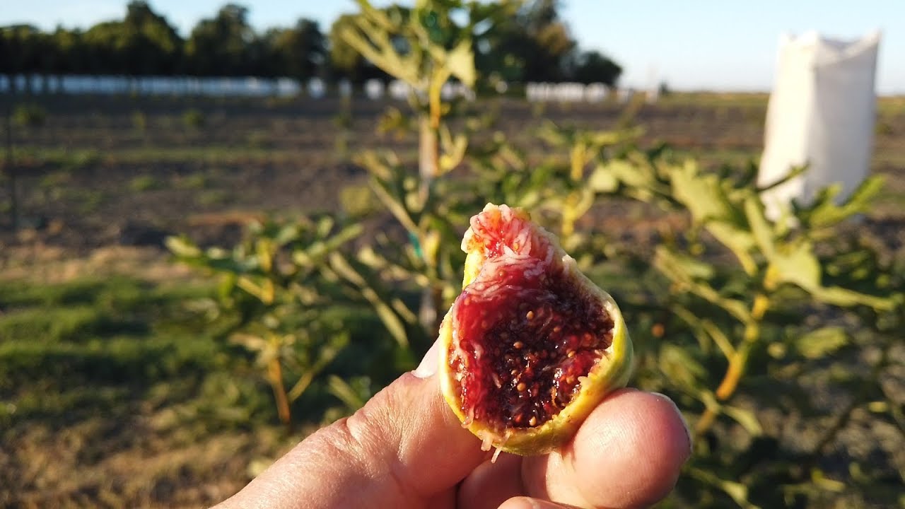 Popone Fig Update - YouTube