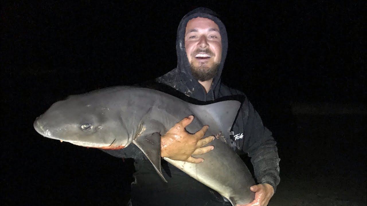 Westernport bay monster Gummy Shark | The road to the 20kg Gummy shark ...