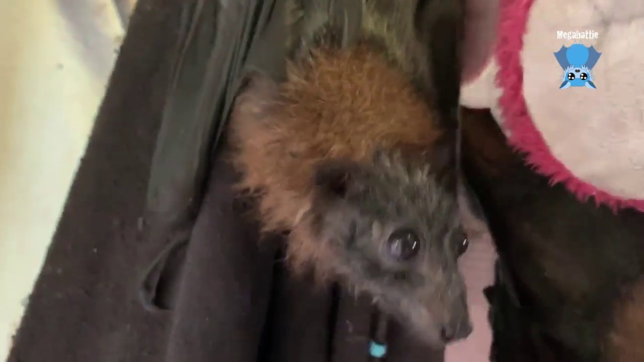 Daily life in the aviary: Eiffel and Captain Outrageous updates - YouTube