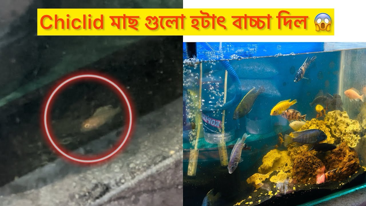My african malawi chiclid fish baby 😍 - YouTube