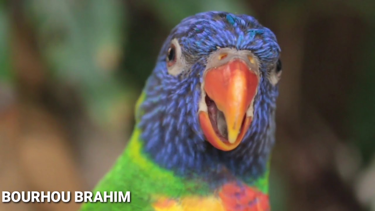 # Twitter_ birds_sounds of nature - YouTube