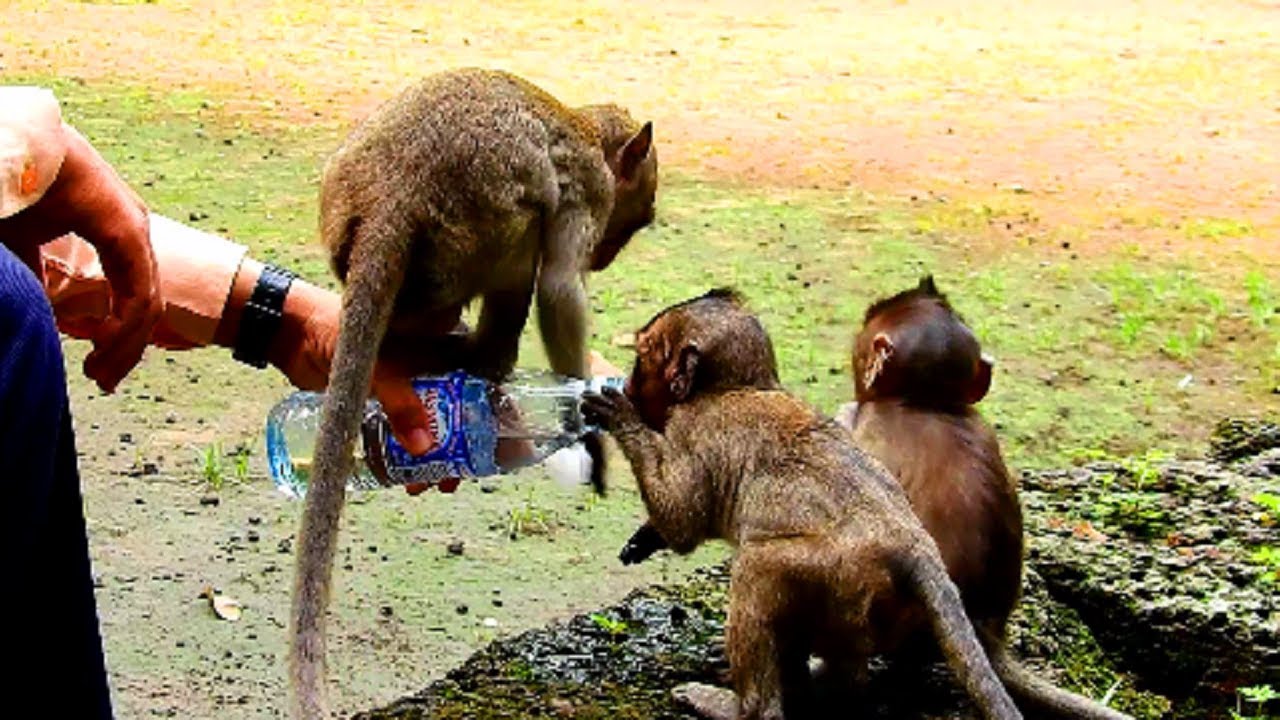We must love monkey cos they only need eat & drink for living ,It is ...
