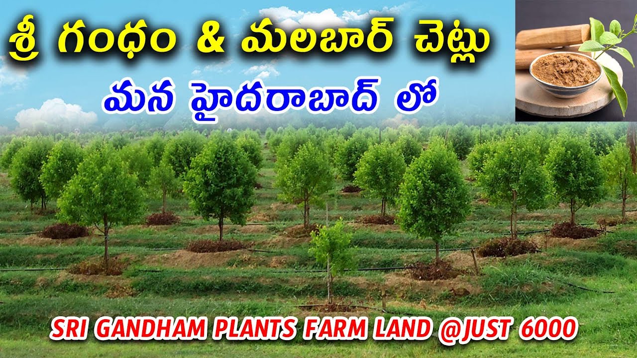 శ్రీ గంధం & మలబార్ చెట్లు మన హైదరాబాద్ లో | Sri Gandham Cultivation ...