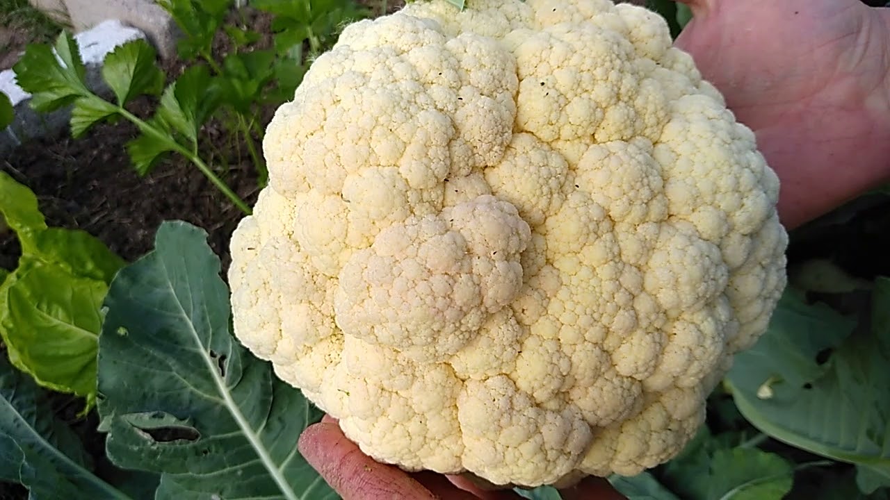 Cómo y cuándo plantar coliflor en la huerta - YouTube