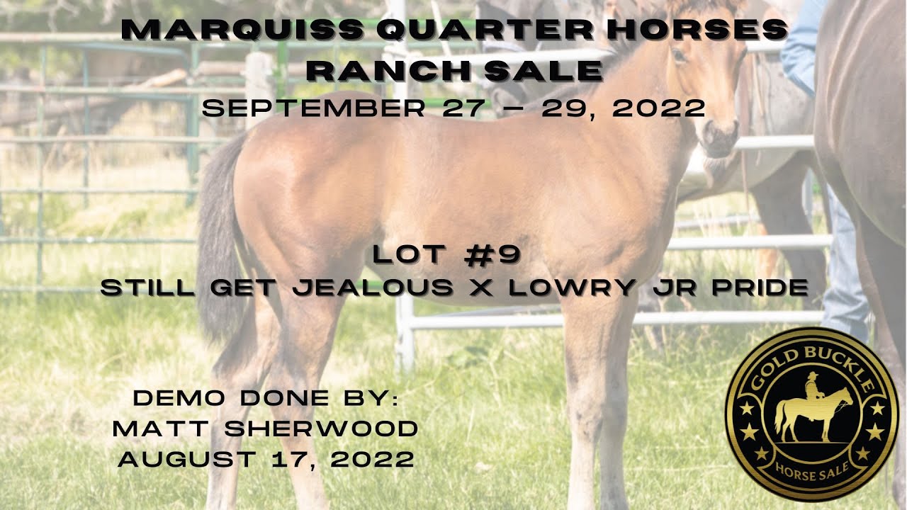 Marquiss Quarter Horses - Lot #9 Still Get Jealous x Lowry Jr. Pride ...