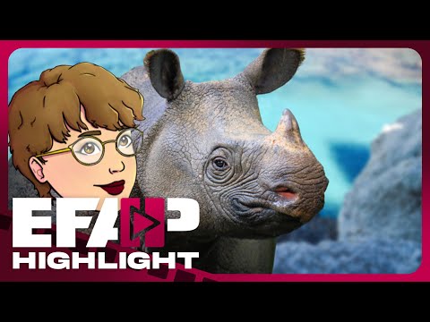 Rhino Milk | EFAP Highlight