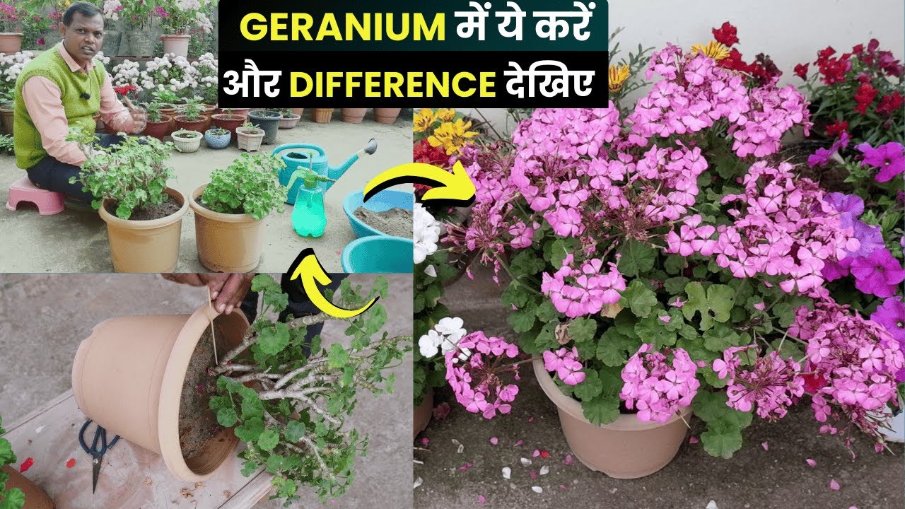 क्या करे कि Geranium Flowers से भर जाए। How to Get More Flowers in Geraniums | Geranium ...