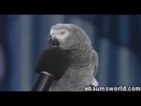 Cursing parrot - YouTube