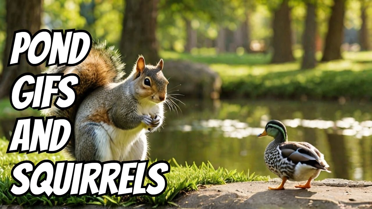 Pond gifs and squirrels - YouTube
