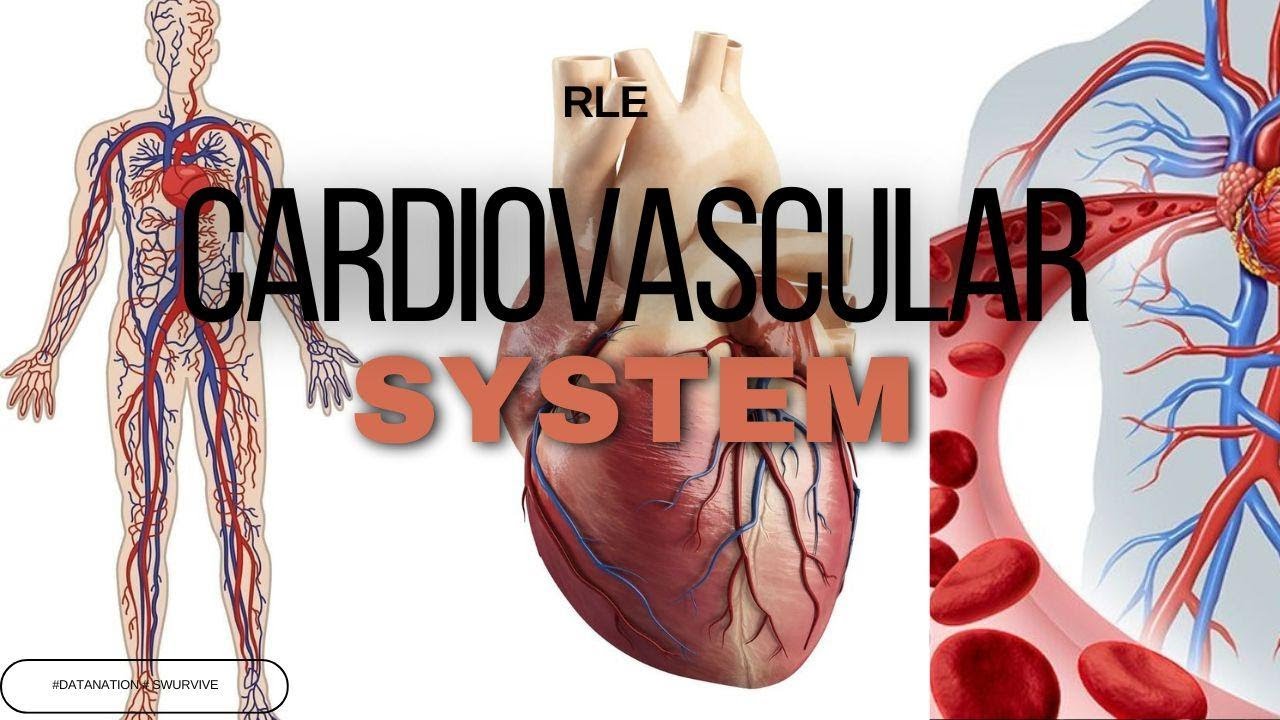 Assessing the Cardiovascular System - YouTube