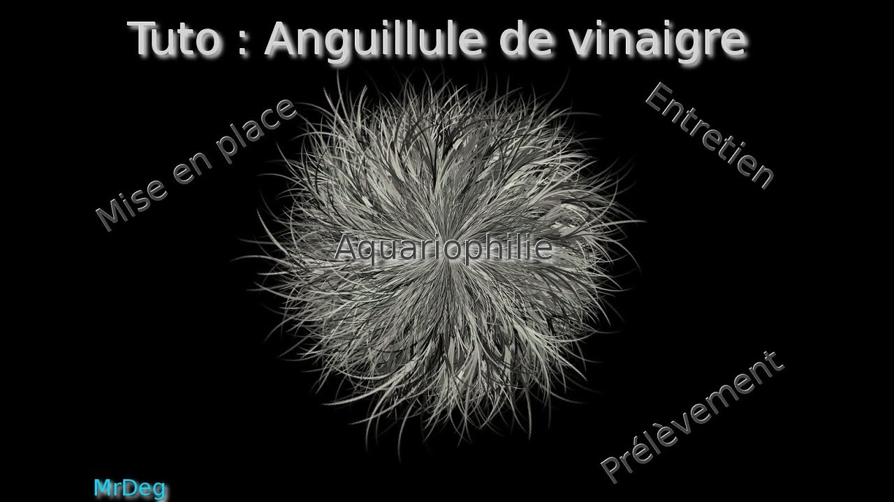 [Tuto] Elevage d'Anguillule de vinaigre - YouTube