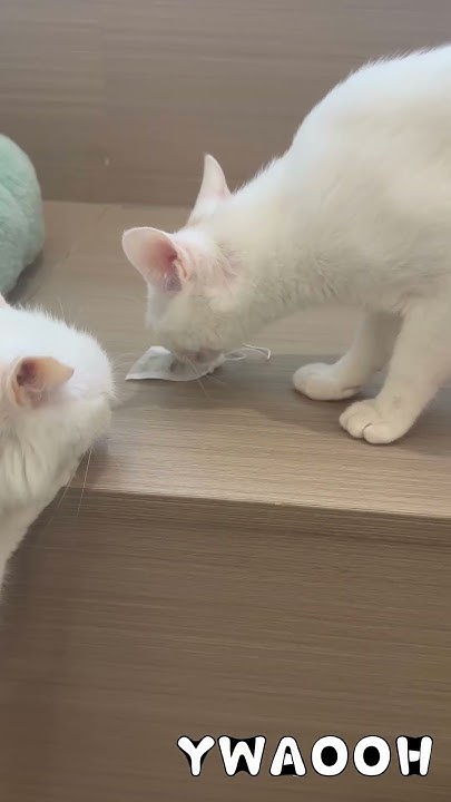 Cat-approved and totally irresistible — YWAOOH Silvervine Powder = pure joy! 😻🌿#cat #cattoys # ...