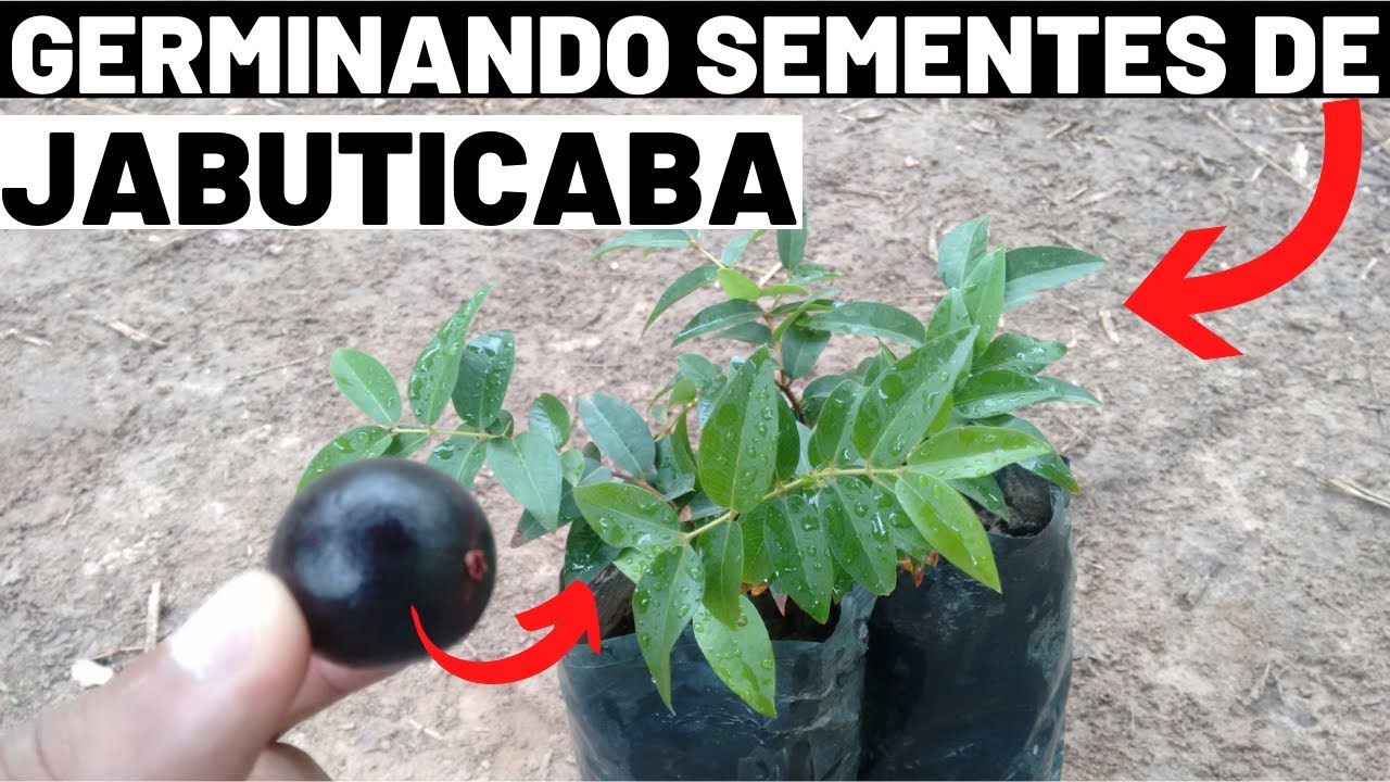 Como produzir mudas de jabuticaba através da semente - YouTube