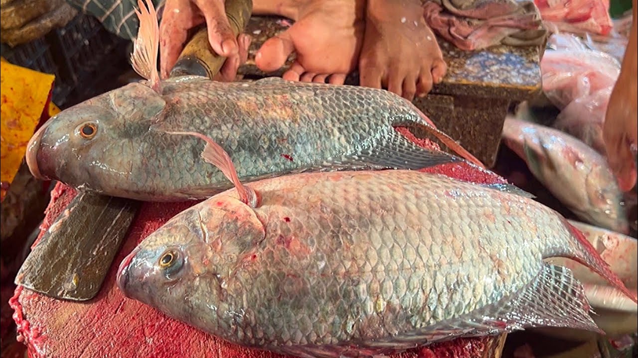 Big Tilapia Fish Cutting Skills In Fish Market | Fish Cutting Skills ...