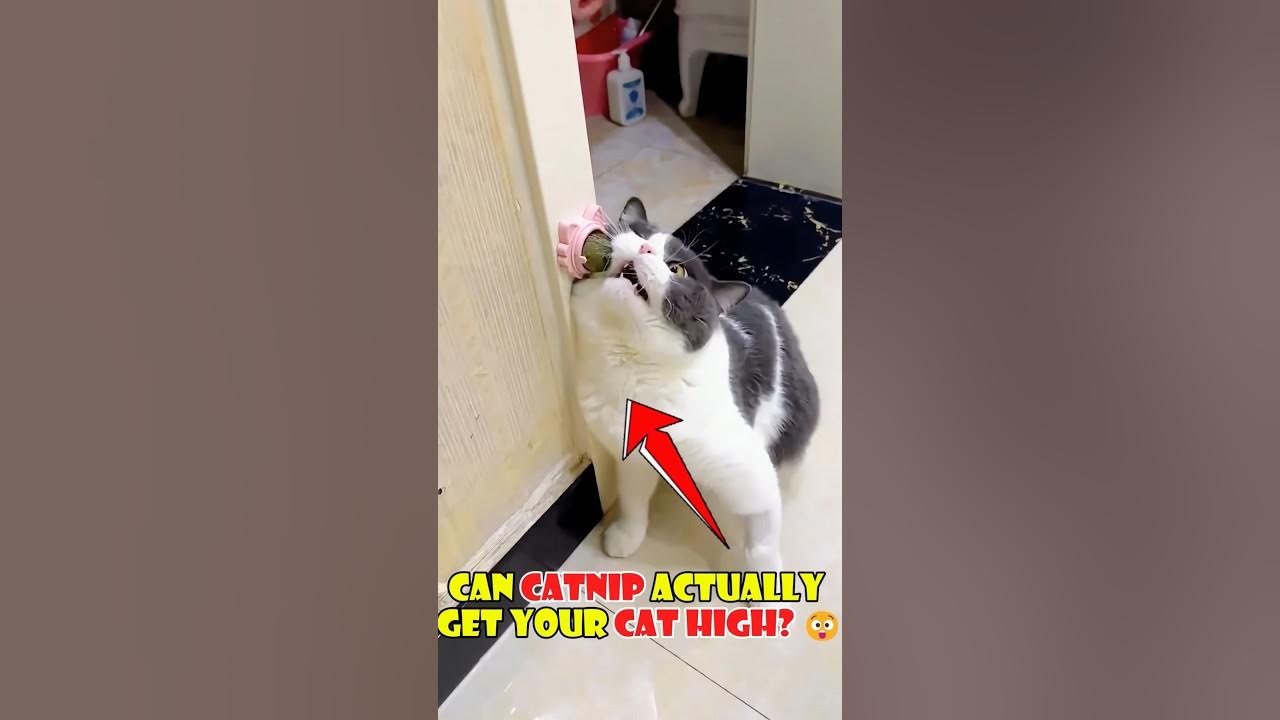 Can Catnip Get Your Cat High Cat? 😲#cat#shorts - YouTube
