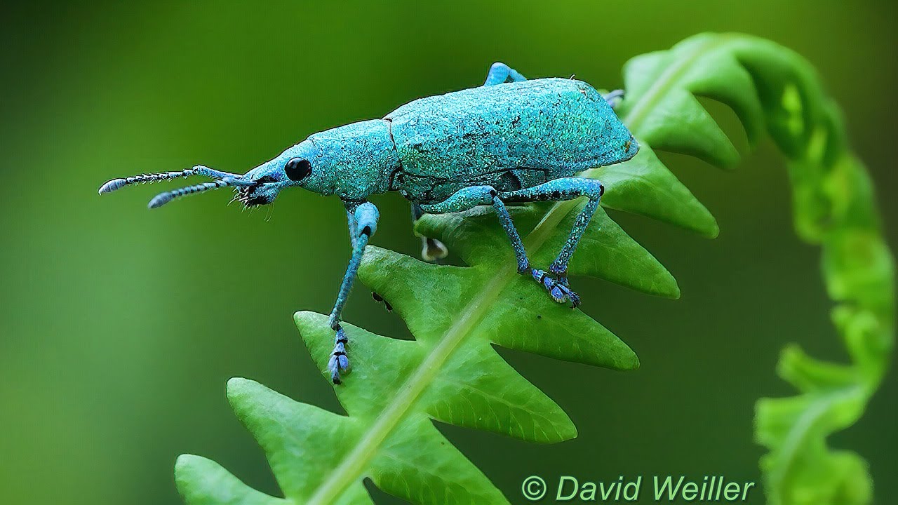 Have you Ever Seen a Weevil Tapping its Feet? - YouTube
