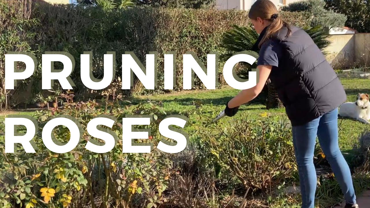 How to prune roses | step by step instructions & secrets of perfect ...