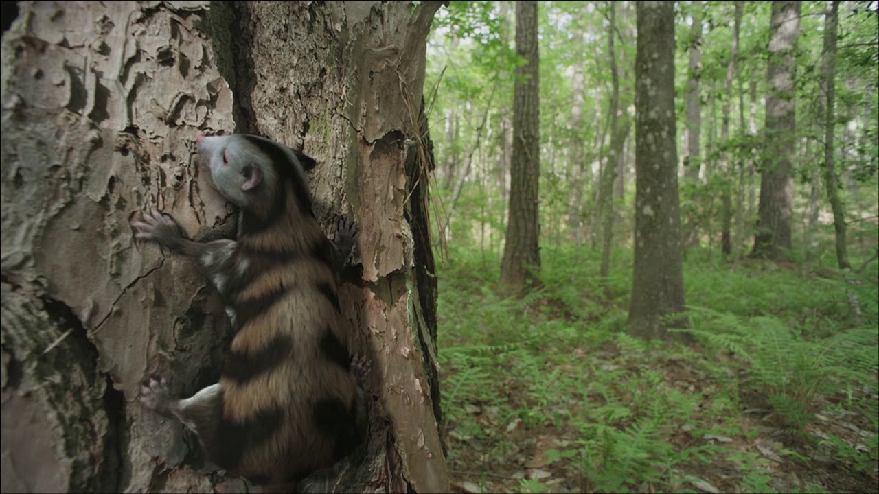 Evolutionary Archaeology - Eomaia - the very first mammal - Jurassic ...