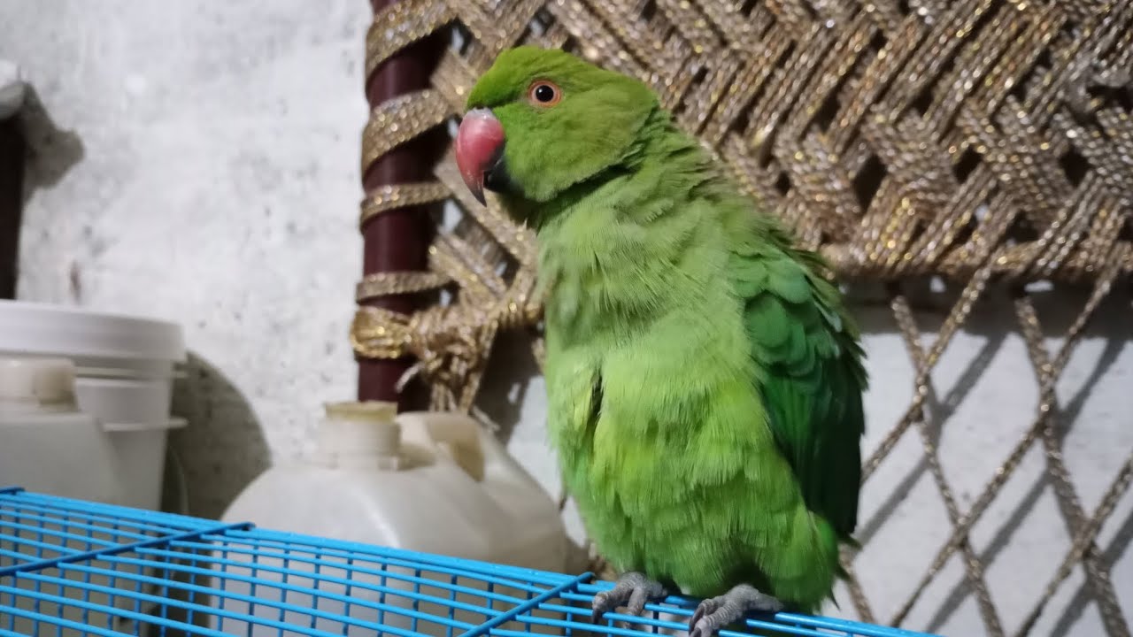 mittu bittu parrot popat || talking parrot cute voice #parrot # ...
