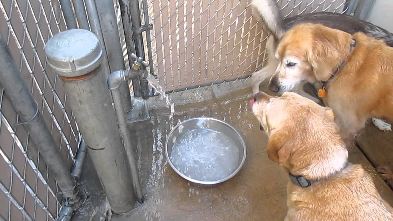 Dogs cooling off at the water bowl - YouTube