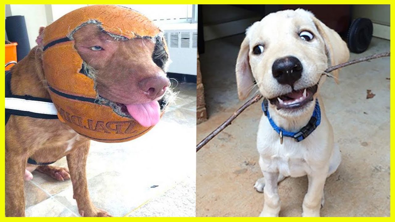 100% Of Viewers will Laugh at these Broken Dogs😂 FUNNY DOGS compilation ...