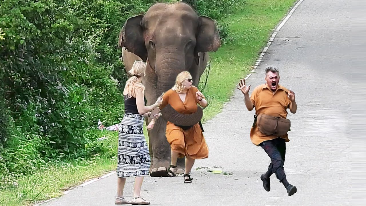 Foreigners trying to face the fierce elephant attack.. - YouTube