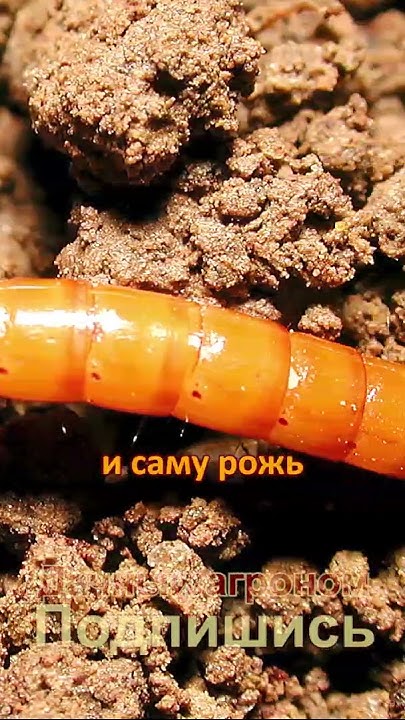 Супер средство от сорняков о котором вы не знали - YouTube