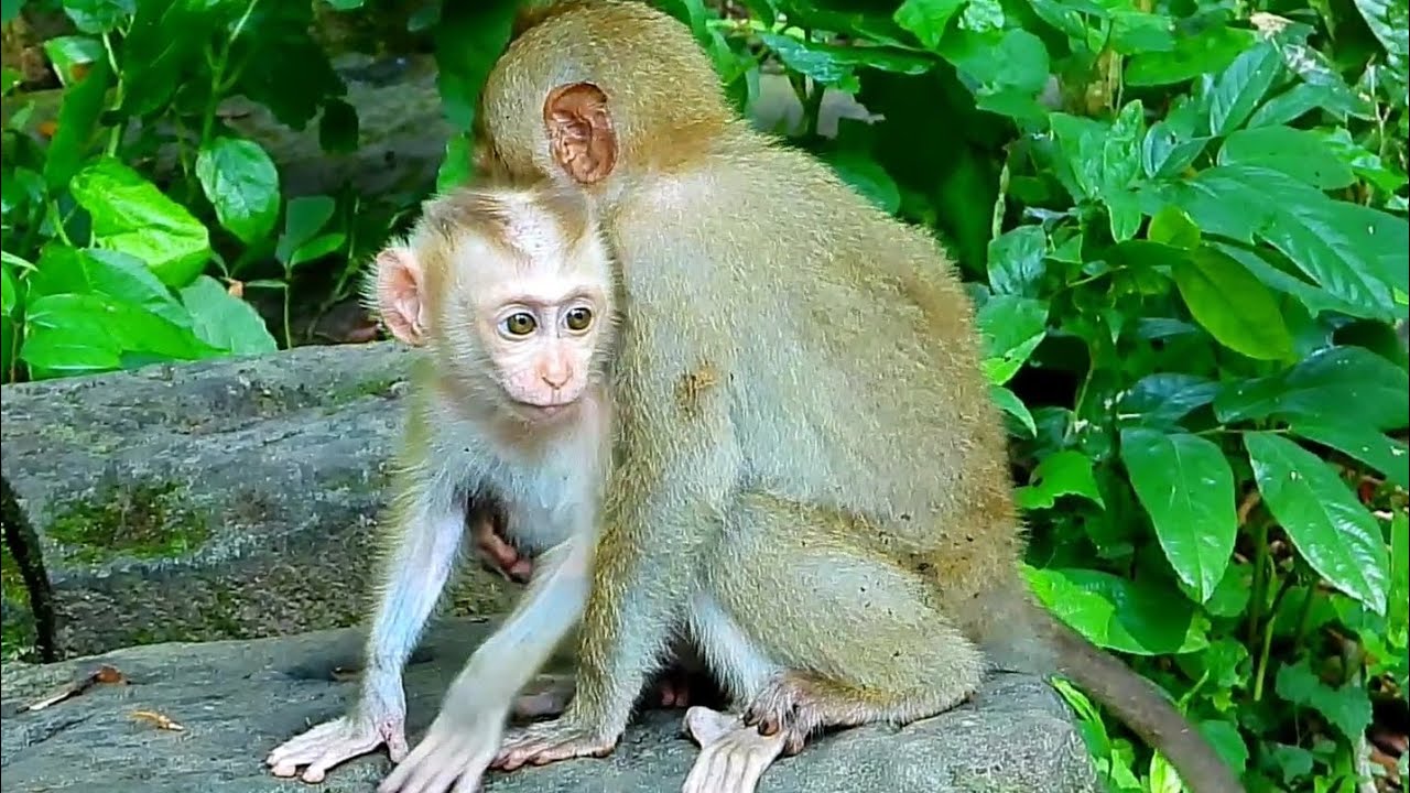 Big baby monkey Rainbow is protecting baby monkey Lucie from kidnapper ...