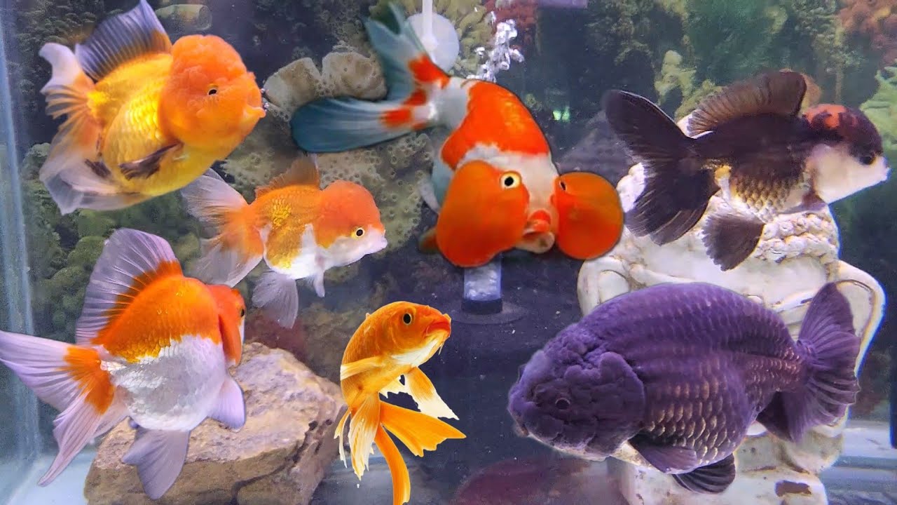 DIFFERENT TYPES OF GOLDFISH #goldfish #goldfish_ranchu #goldfishtank ...