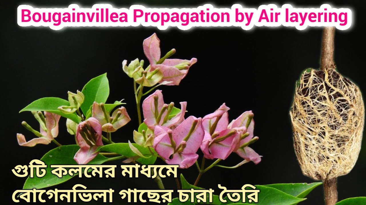 Easy Way To Air Layering Bougainvillea Flower - Best Way To Air ...
