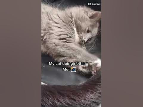 pov cats doing nothing - YouTube
