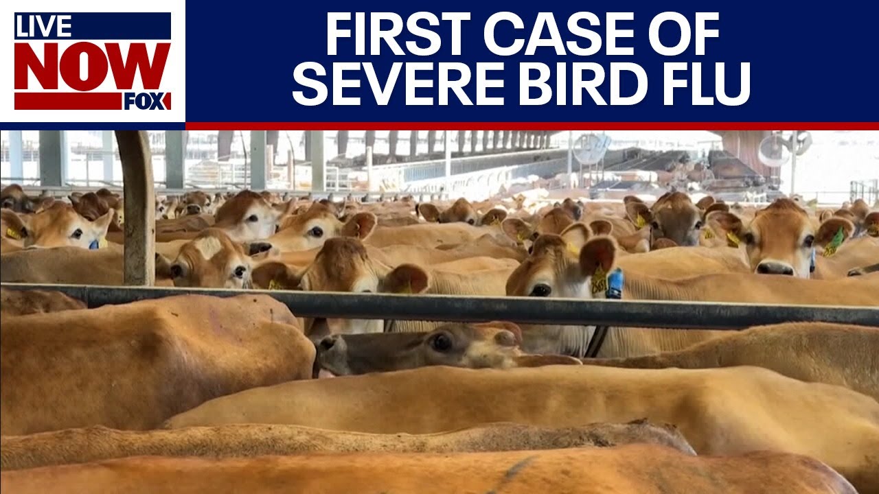 CA declared an emergency, how serious is bird flu? | LiveNOW from FOX ...